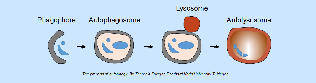 Autophagy – GBM Studiengruppe Autophagie